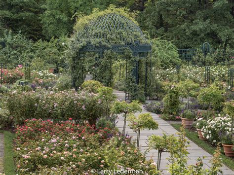 Larry Ledermans Lens Rose And Cedar Plant Talk