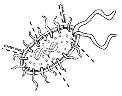Unit Prokaryotes Eukaryotes And Cell Parts Flashcards Quizlet
