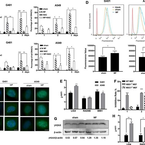 Elevated Levels Of Ros Induced By Mf Exposure And Use Of Ros Scavenger