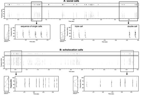 Examples Of Social A And Echolocation B Call Sequences Broadcasted Download Scientific
