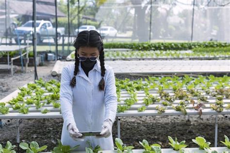 Mujeres Agricultoras Que Trabajan En La Granja De Vegetales De