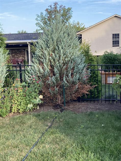 Browning Juniper Tree R Arborists
