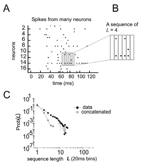 Entropy Free Full Text Maximum Entropy Approaches To Living Neural