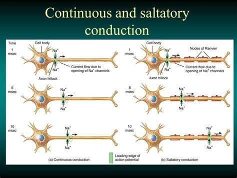 Saltatory Conduction Vs Continuous Conduction