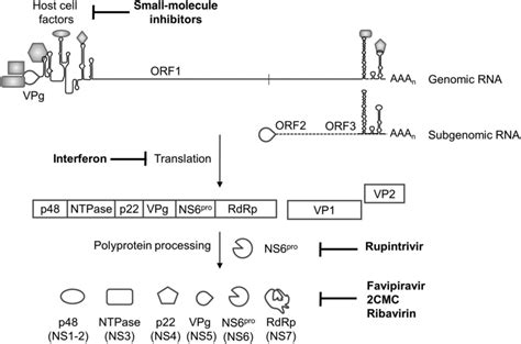 Organization Of The Human Norovirus Genome And The Main Antiviral