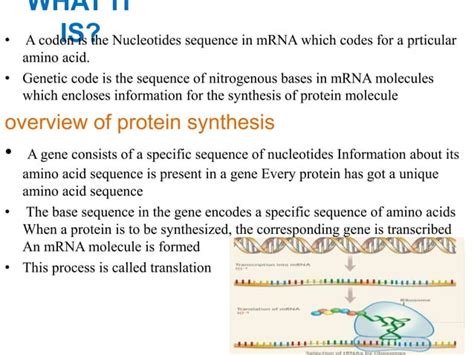 Deciphering Of The Genetic Code Pptx