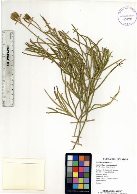 Lycopodium Complanatum L Herbario Azuay