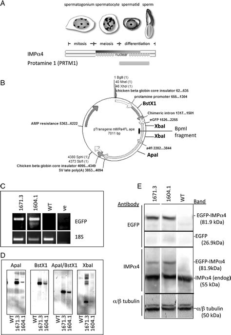 Impα4 Transgenic Construct And Verification Of Transgenic Mouse Lines