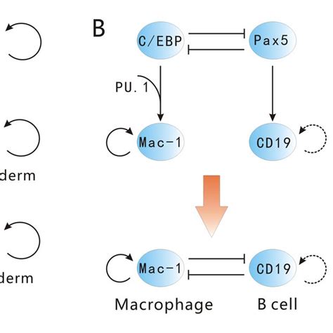 The Gene Circuits Of Mutual Antagonism And Self Activation A The