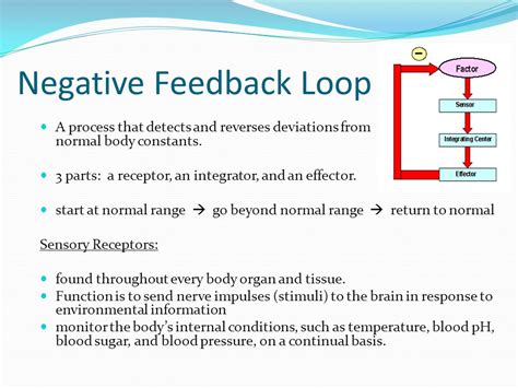 Diagram Phrase Feedback Loop Diagram Mydiagramonline