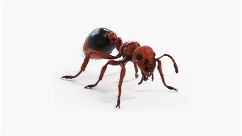 Red Ant Static 3d Model Turbosquid 2069866