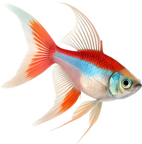 Beautiful Lanternfish Design For Marine Art 58058049 Png