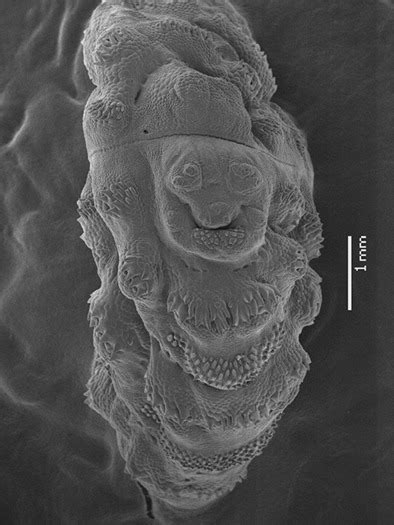 Microscopy Research And Technique Microscopy Journal Wiley Online