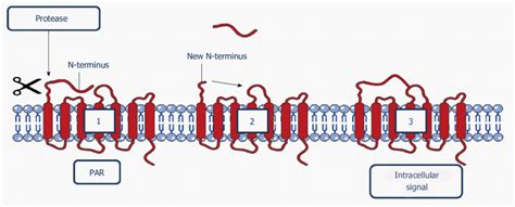 Schematic Representation Of The Activation Of A Protease Activated Download Scientific Diagram
