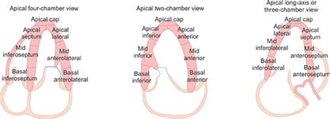 left ventricular segments for echocardiography and cardiac 53 off