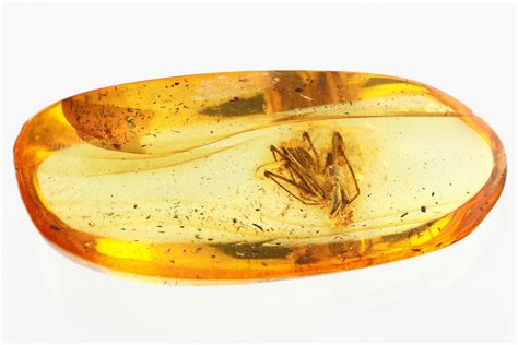 Large Fossil Assassin Spider Archaeidae In Baltic Amber Rare 307234 For Sale