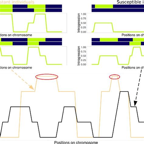 3 Application Of Introgression Detection And Admixture Mapping In
