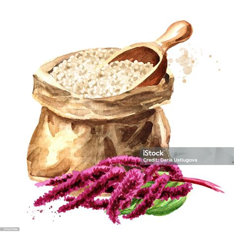 아마란스 식물과 씨앗 종이 자루 흰색 배경에 격리 된 손으로 그린 수채화 그림 0명에 대한 스톡 벡터 아트 및 기타 이미지 0명 건강한 생활방식 건강한 식생활