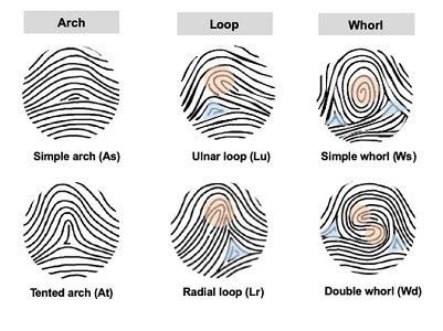 Ulnar Loop Patterns Perylene Diimide With Solid State Nir Luminescence