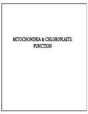 Mitochondria & Chloroplasts: Functions of ATP Generation and | Course Hero
