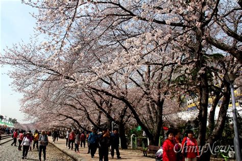30일 오후 창원시 진해구 경화역 벚꽃 오마이포토