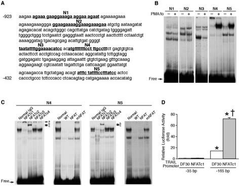 A Nucleotide Sequences Of The Putative Nfat Binding Sites In The Download Scientific Diagram