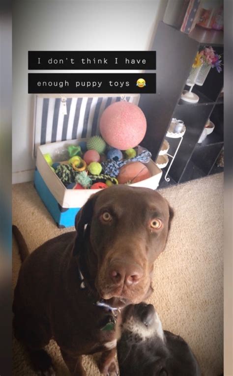 German Short Haired Pointer On Tumblr