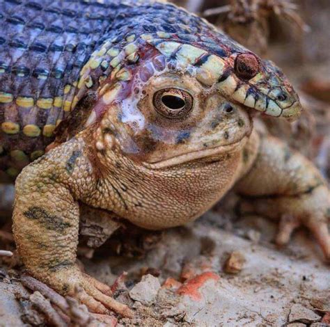 Agonizing Snake Trying To Eat Venomous Toad Natureismetal
