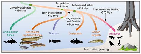 You Are More Than A Primitive Fish Ceh