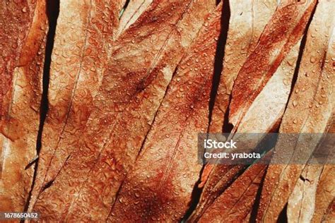 물방울이 있는 좁은 붉은 잎에서 나오는 자연스러운 가을 질감 아름 다운 가을 식물 패턴 젖은 가을 잎 평면도 미적 자연 정물