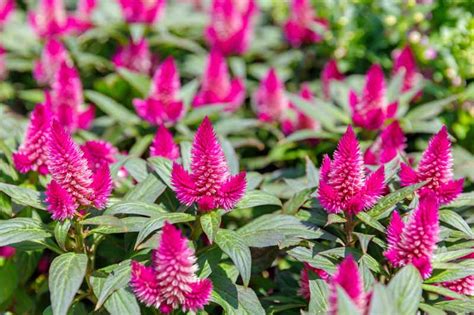 Wild And Colorful Celosia Meaning And Care Tips”