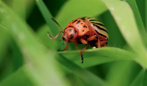 Які кухонні засоби здатні позбавити ваш город від колорадського жука Читайте на Ukr Net