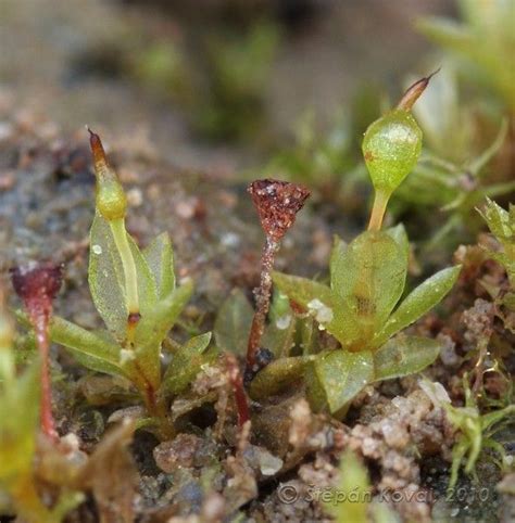Physcomitrium Sphaericum Plants Garden Moss