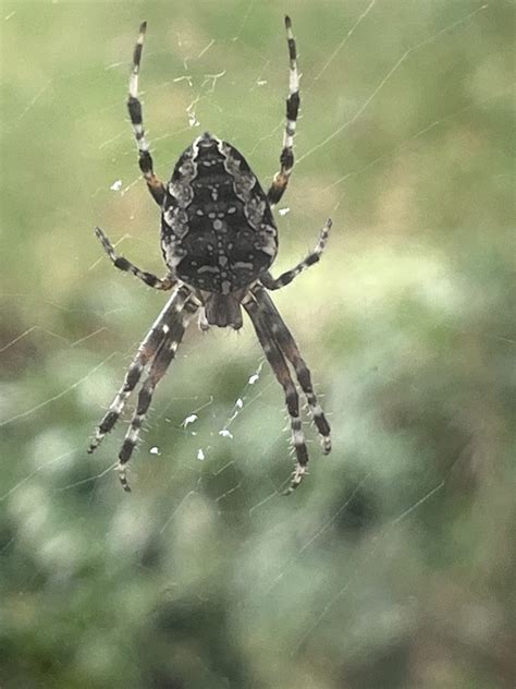 Araneus Diadematus Cross Orb Weaver In Mount Forest Ontario Canada