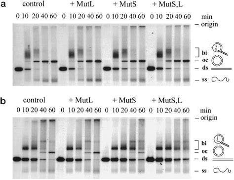 Kinetics Of Strand Transfer With Muts And Mutl Reaction Conditions Download Scientific Diagram