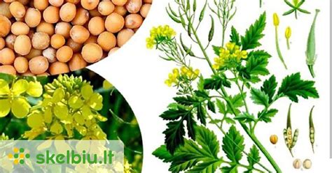 Ūkininkas Parduoda žalinimoposėlio Mišinius Skelbiult