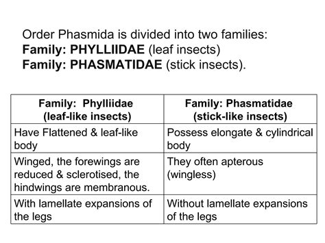 Insect Classification Lab19 Ppt