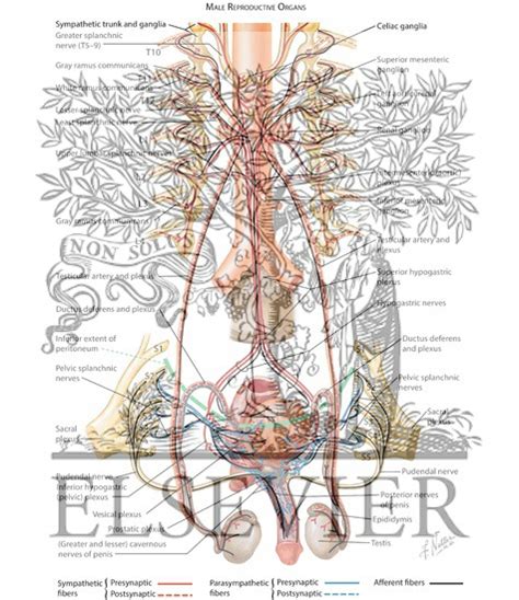 Reproductive Organ Innervation Diagram