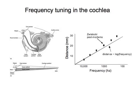 perception lecture notes frequency tuning and pitch perception