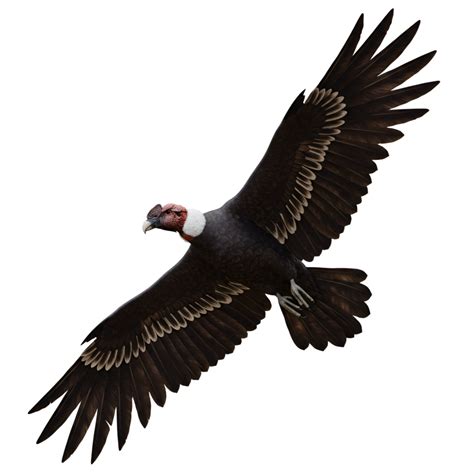 Andean Condor Vulture Wingspan