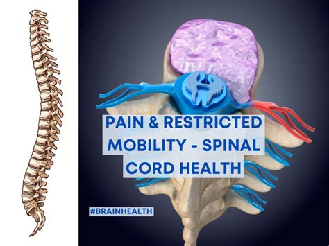 Functions Of The Spinal Cord How They Control Movement