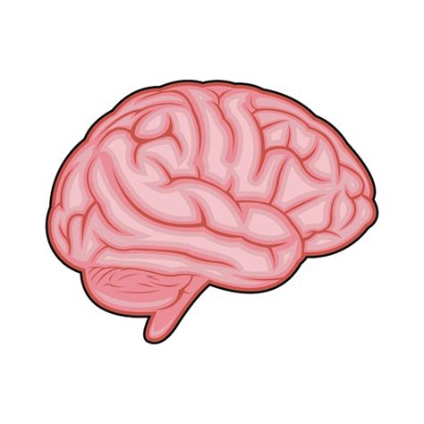 Premium Vector Brain Illustration