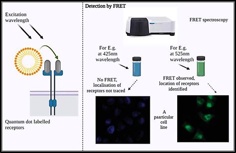 A Review On Quantum Dots QDs And Their Biomedical Applications Open