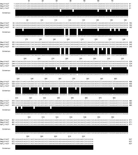 Multiple Sequence Alignment Multiple Sequence Alignment Of The Download Scientific Diagram