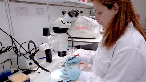 Video Transplantation Of Chemogenetically Engineered Cortical