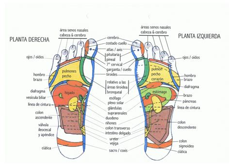 ¿qué Es La Reflexología Podal Masaje Y Bienestar