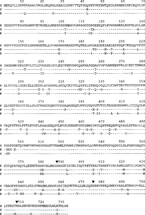 Figure 2 From The Nucleotide Sequence Of Human Acylamino Acid Releasing Enzyme Semantic Scholar