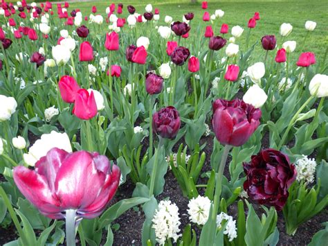 Цветовод любитель — Livejournal