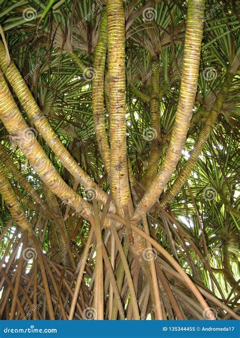 Prop Roots Stock Photos Download Royalty Free Photos