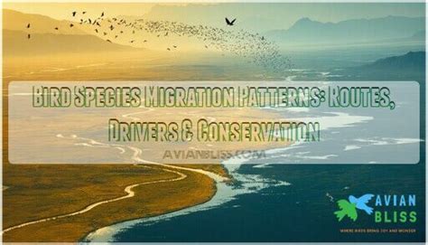Bird Species Migration Patterns Routes Drivers And Conservation